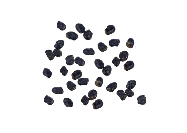 Peyote mescaline cactus seeds | Lophophora williamsii seeds